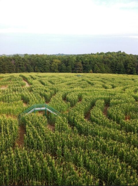 Corn Maze Tips - Maize Adventure
