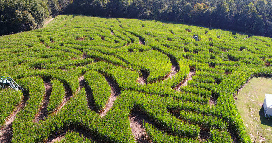 Activities - Maize Adventure