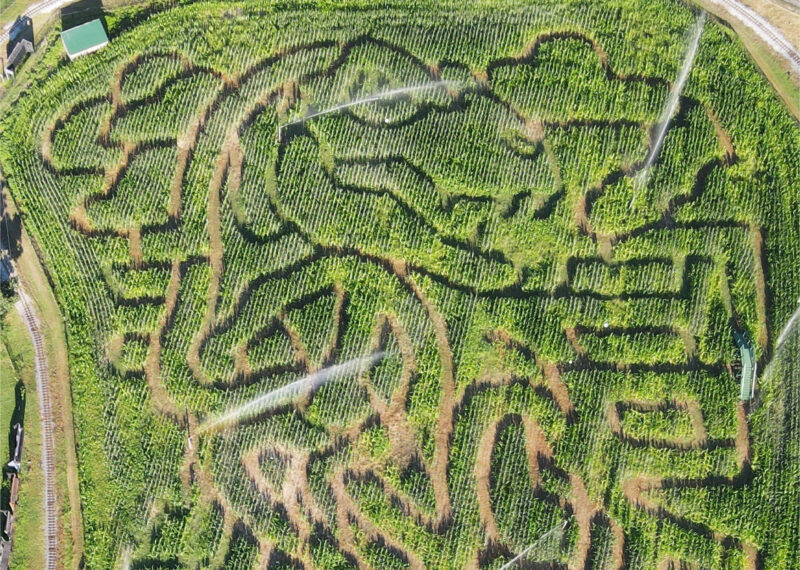 Fun Boy Scout Activities | Maize Adventure Corn Maze