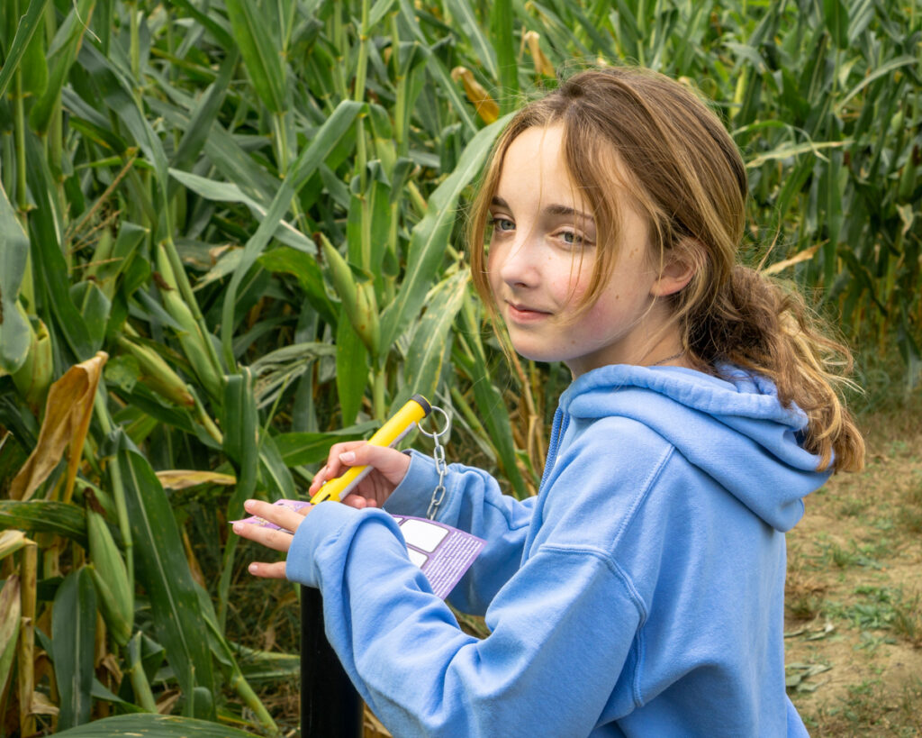 The Surprising Educational Benefits of Exploring Local Corn Mazes ...