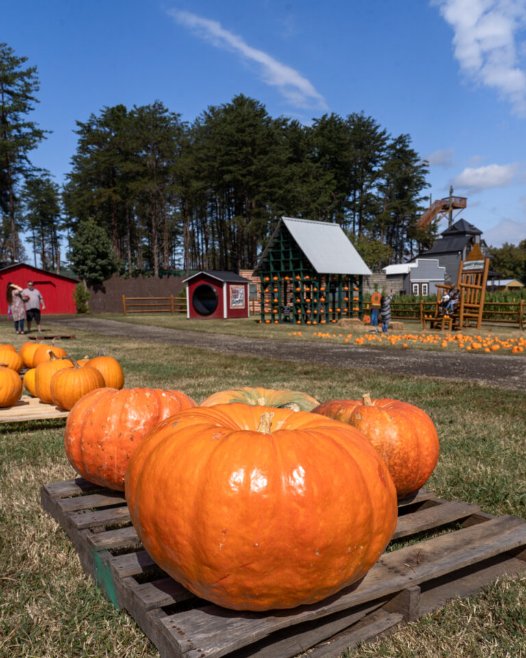 Come Visit Our Top NC Pumpkin Patch with Corn Maze Every Fall - Maize ...