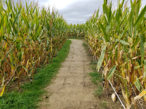 The Amazing History of Corn Mazes, Including Fun Facts You Never Knew ...